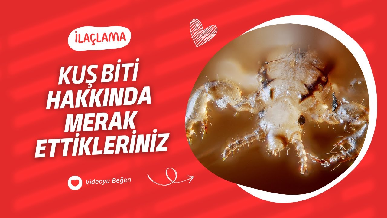 Kuş Biti Hakkında Tüm Merak Ettikleriniz - ilaclama.com.tr - YouTube