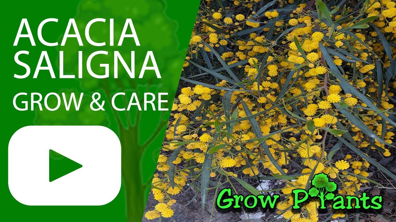 Acacia saligna - grow and care (hedge plant) - YouTube