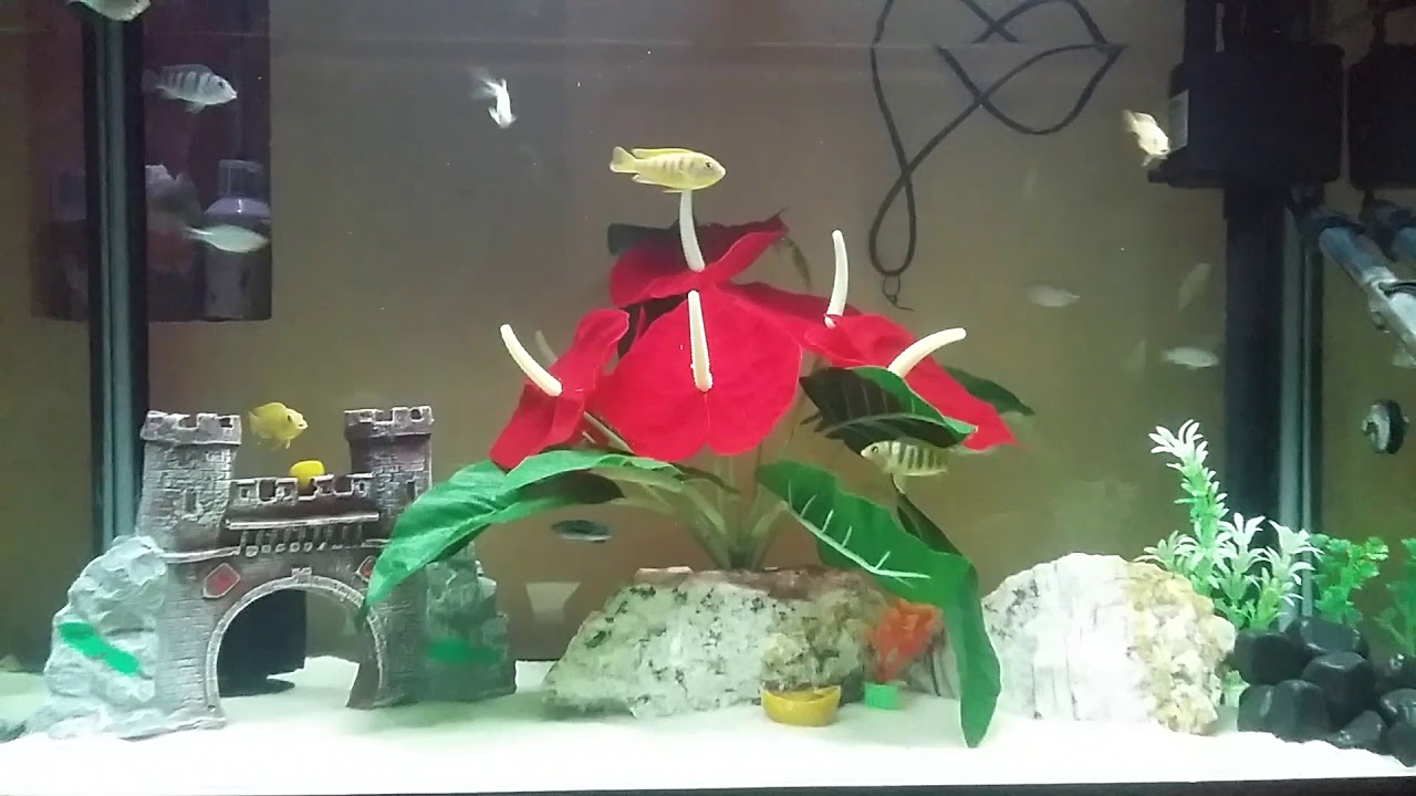 Raghu fish tamil - YouTube