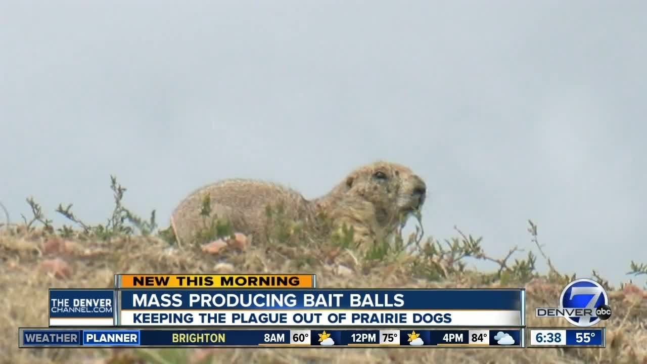 Bait balls help wipe out plague in Colorado prairie dogs - YouTube