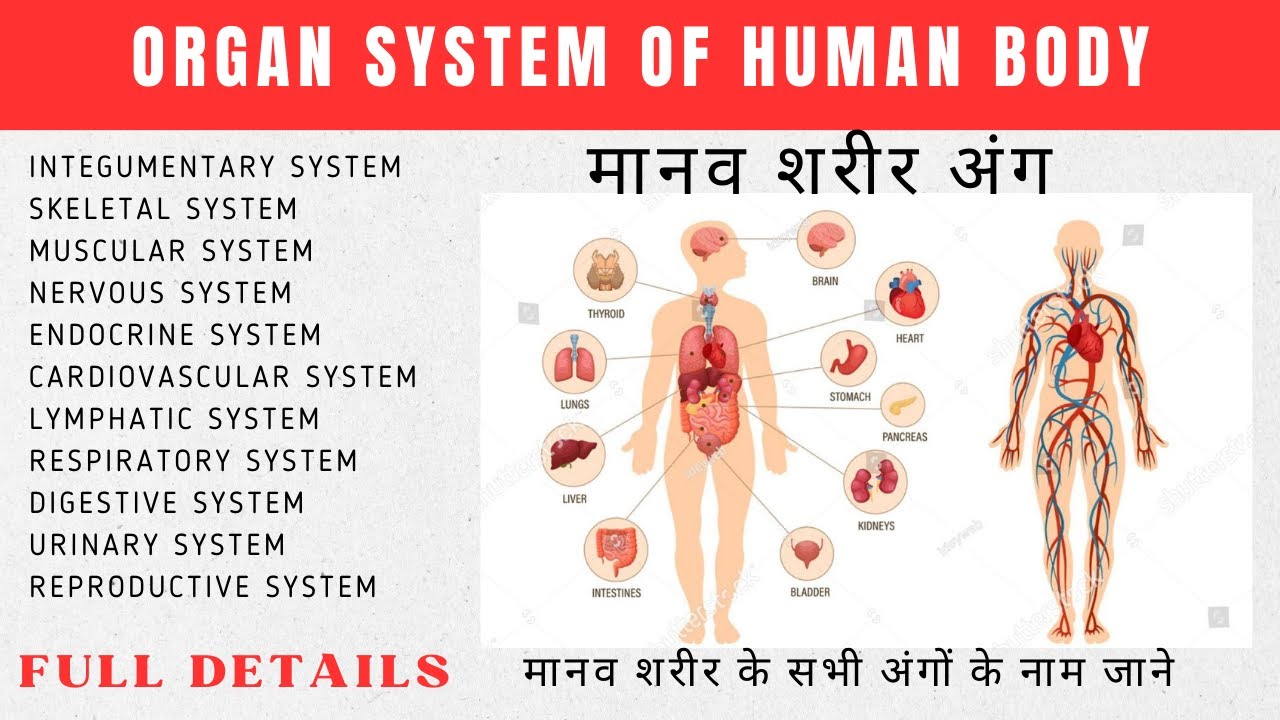 Organ systems of the Human Body | Anatomy and Physiology | Mnemonic # ...