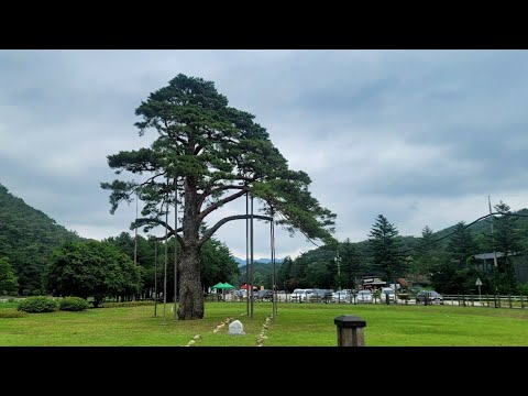 정이품송,금동미륵대불 Jeongipumsong of Songnisan,Boeun, and Gilt-bronze Mireuk ...