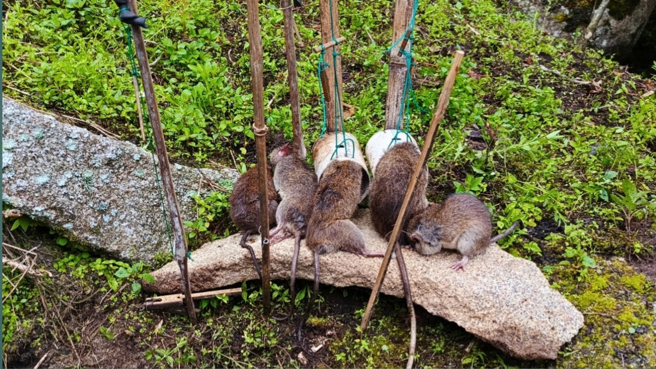 Menguji Kembali 3 Jenis Perangkap Tikus yang Lama, Ternyata Hasilnya ...