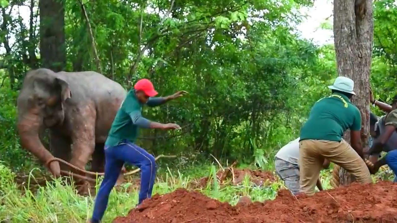 A Mission to Catch a Menacing Killer Elephant (PART 02) - YouTube