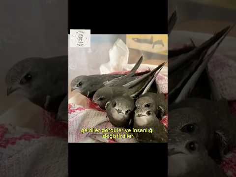 Kuran da adı geçen tek kuş : Ebabil kuşu! #ebabil #kuşlar #kabe #mekke #belgeselshorts #documentary