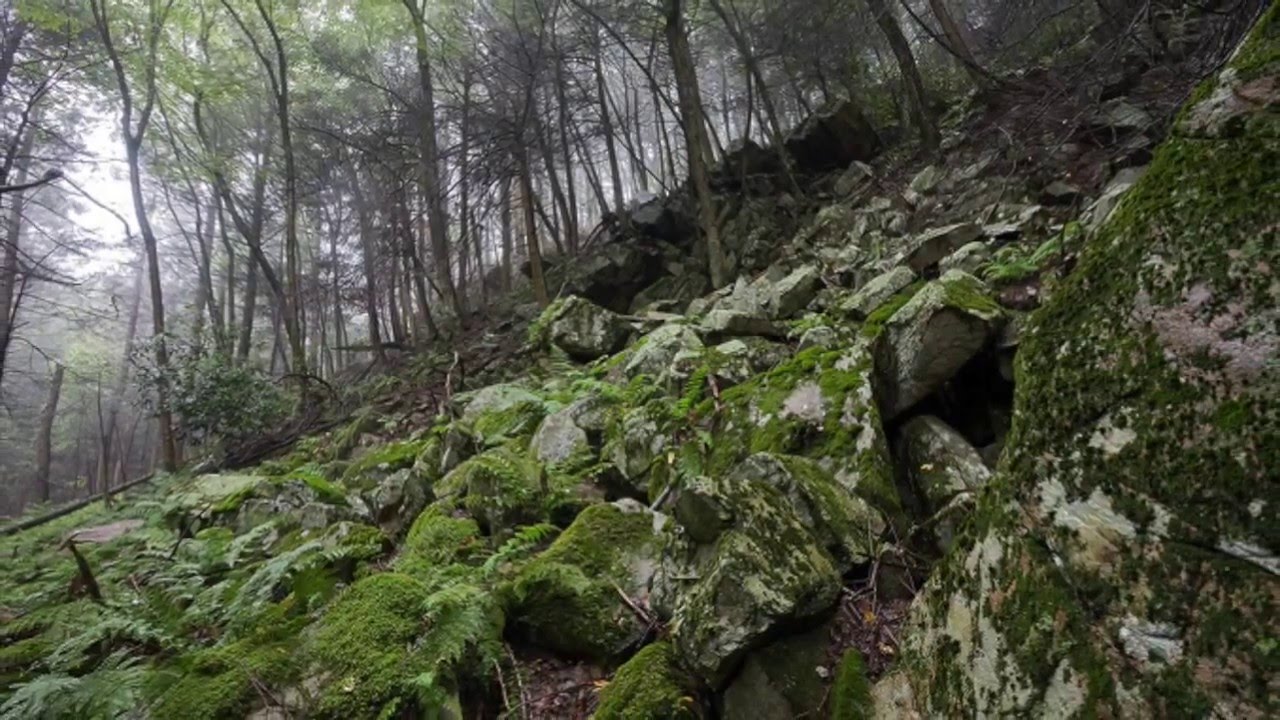 Pennsylvania Wildlife and Forestry History - YouTube