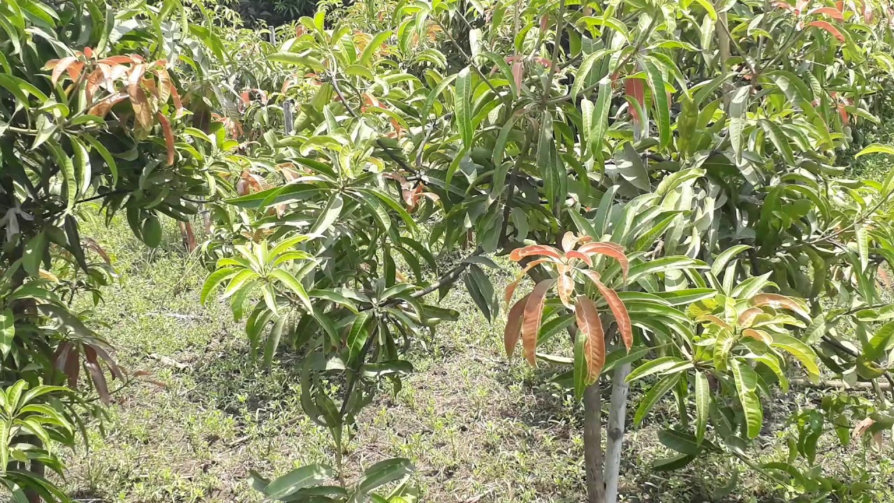 High density Mango plantation I English - YouTube