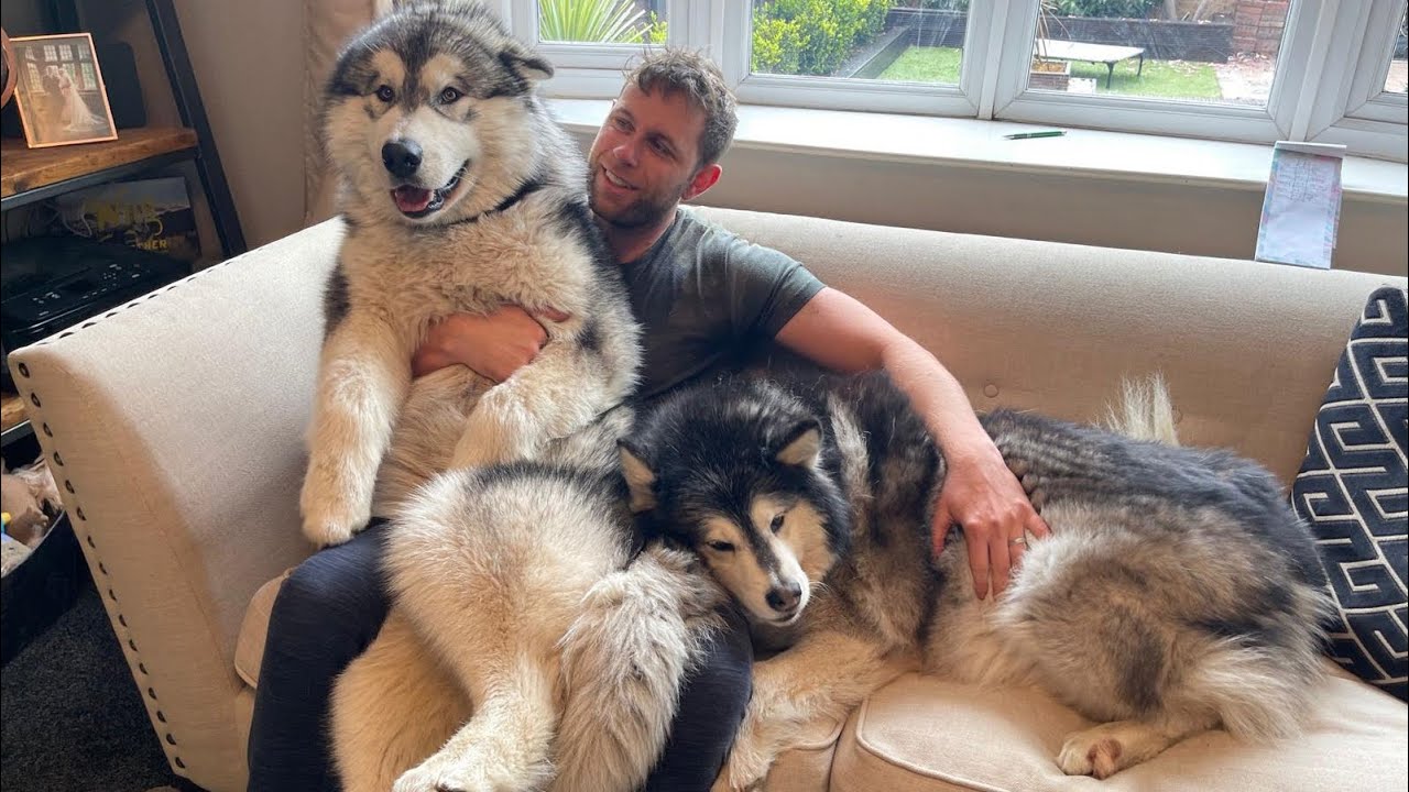The DogFather! A Year In The Life Of Dad (Cutest Clips) - YouTube