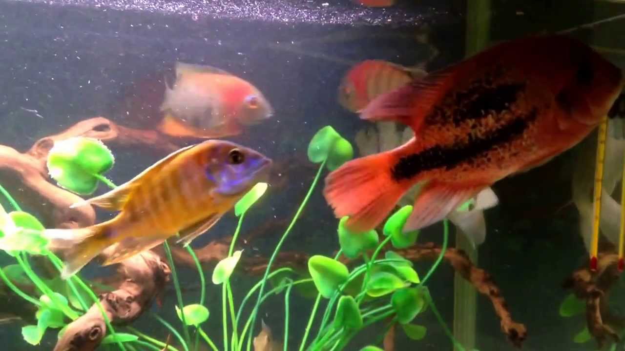 Paraneetroplus vieja Argentea & Bifasciatus 2014 DK - YouTube