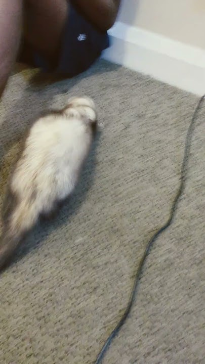 FERRET - YouTube