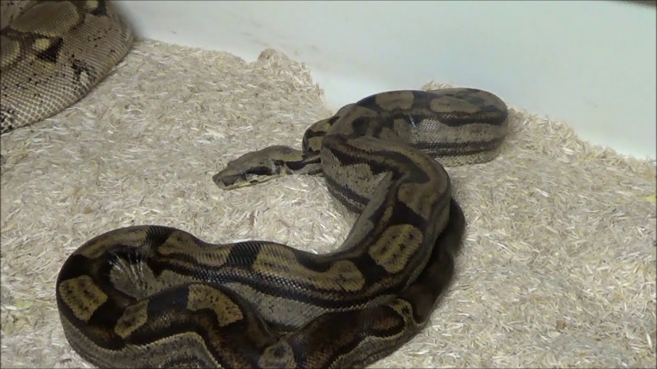 2019 Silver Colombian Boa Projects - YouTube