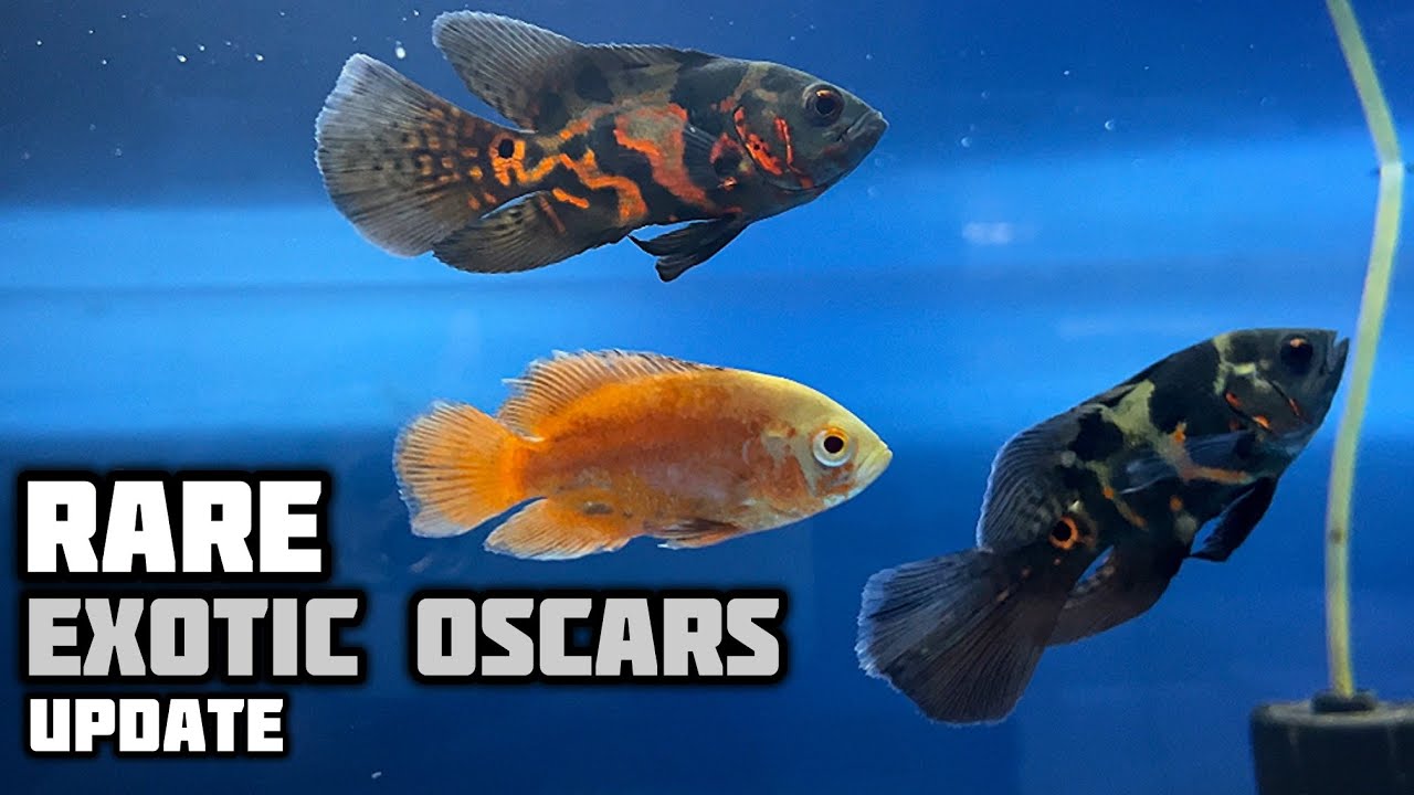My Exotic Oscar Collection is Thriving - Imran's World - YouTube