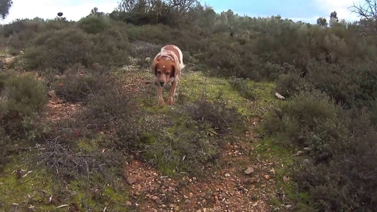 ΚΥΝΗΓΙ ΤΣΙΧΛΑΣ!!! - YouTube