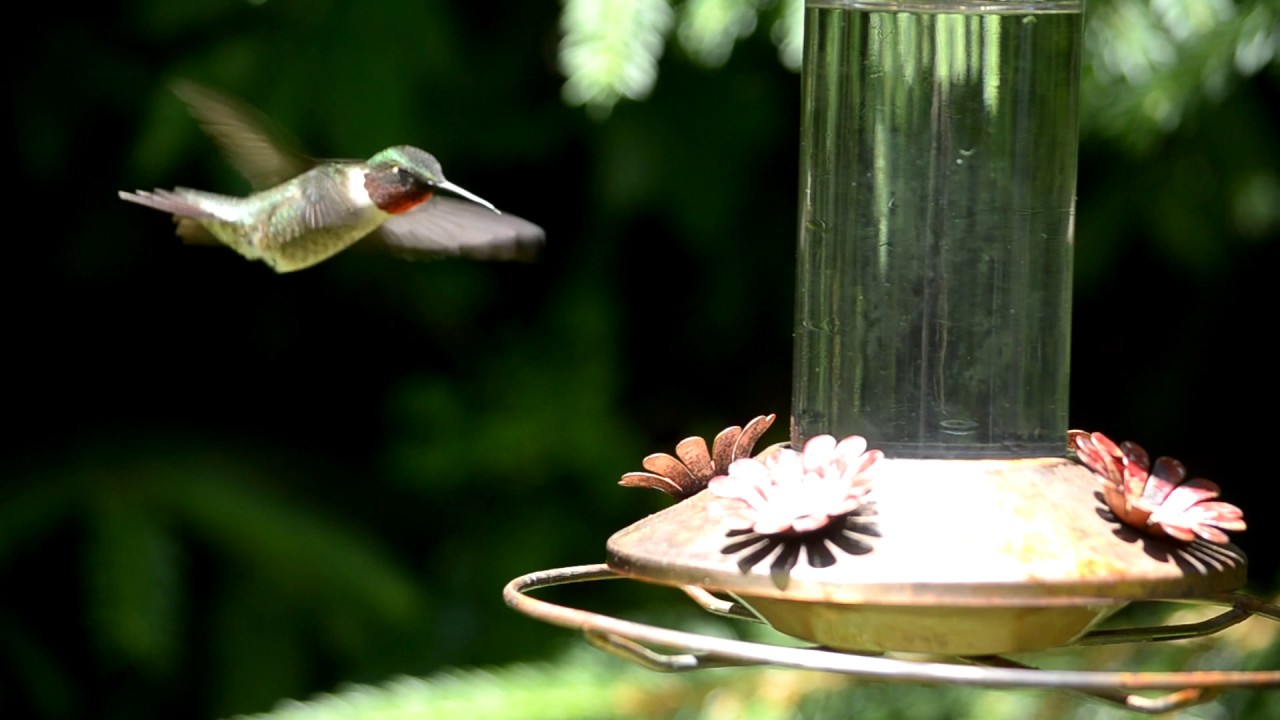 Hummingbird Slow Motion - YouTube