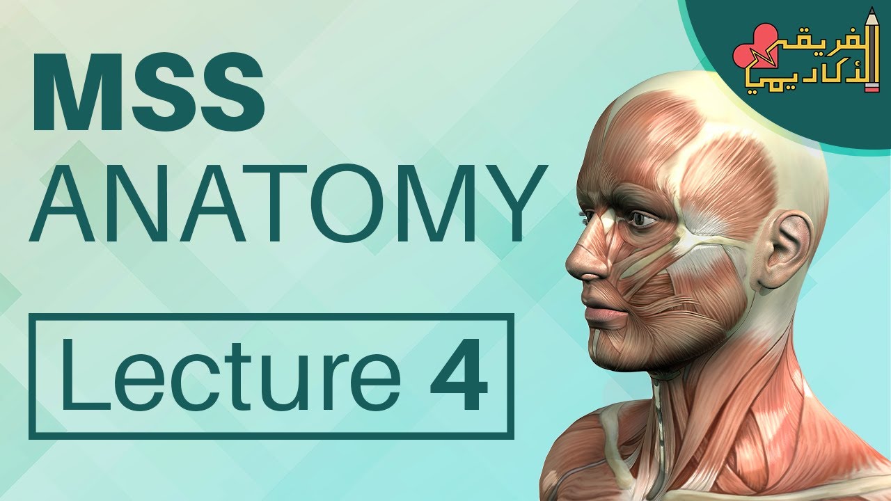 MSS Anatomy - Lecture 4 By Anas Abu-Wardeh - YouTube
