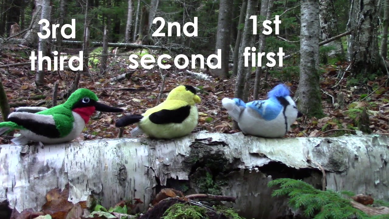 Grade 1: Math Lesson #11 Ordinal Numbers; First, Second, Third, Last ...