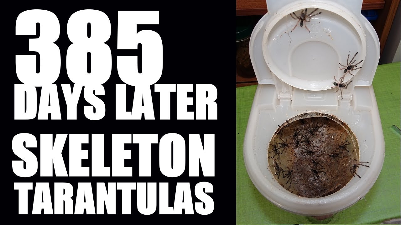 385 days later... Skeleton tarantulas! - YouTube