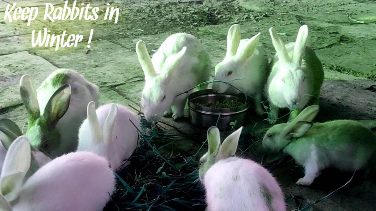 How to Keep Rabbits in Winter ! Cool lots rabbit#rabbit - YouTube