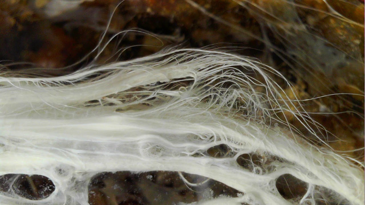 Filamentous microbes, Yellowstone National Park - YouTube