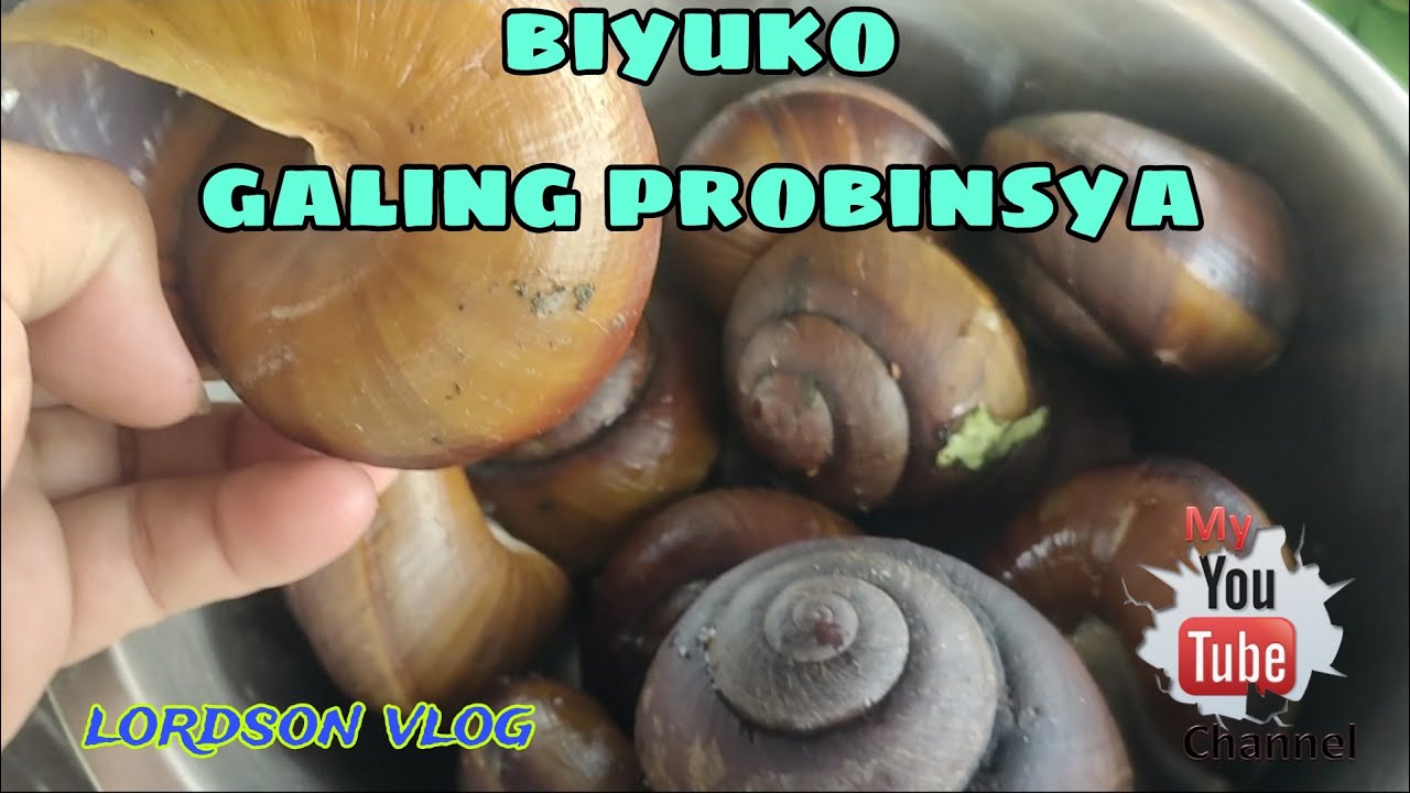Adobong Biyuko sa Gata - YouTube
