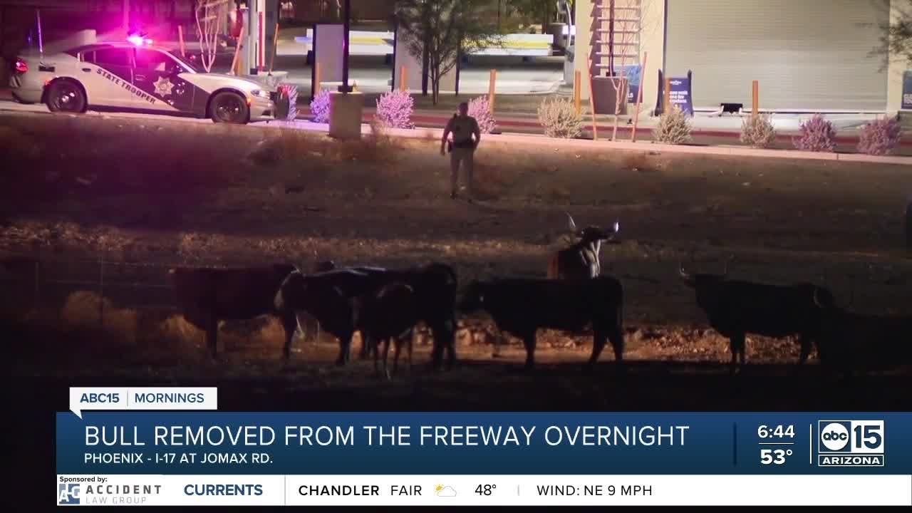 DPS Troopers wrangle bull of I-17 near Jomax Road - YouTube
