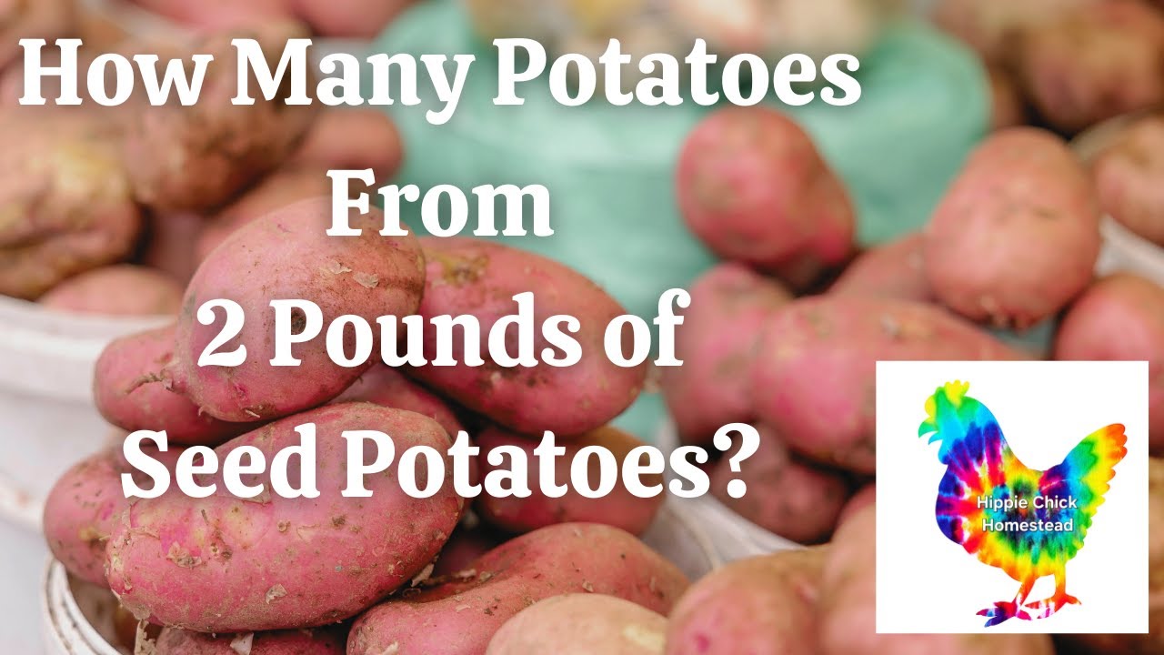 How Many Potatoes Will I Harvest? - YouTube