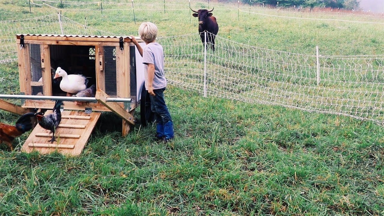 Chickens put to work behind Cows on Pasture - YouTube