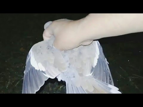 Cazando palomas con resortera ( gomera) de noche. - YouTube