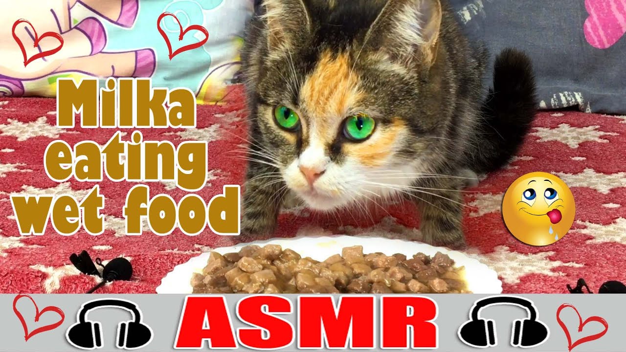 Milka cat eating wet food My cat ASMR 🐱 141 - YouTube