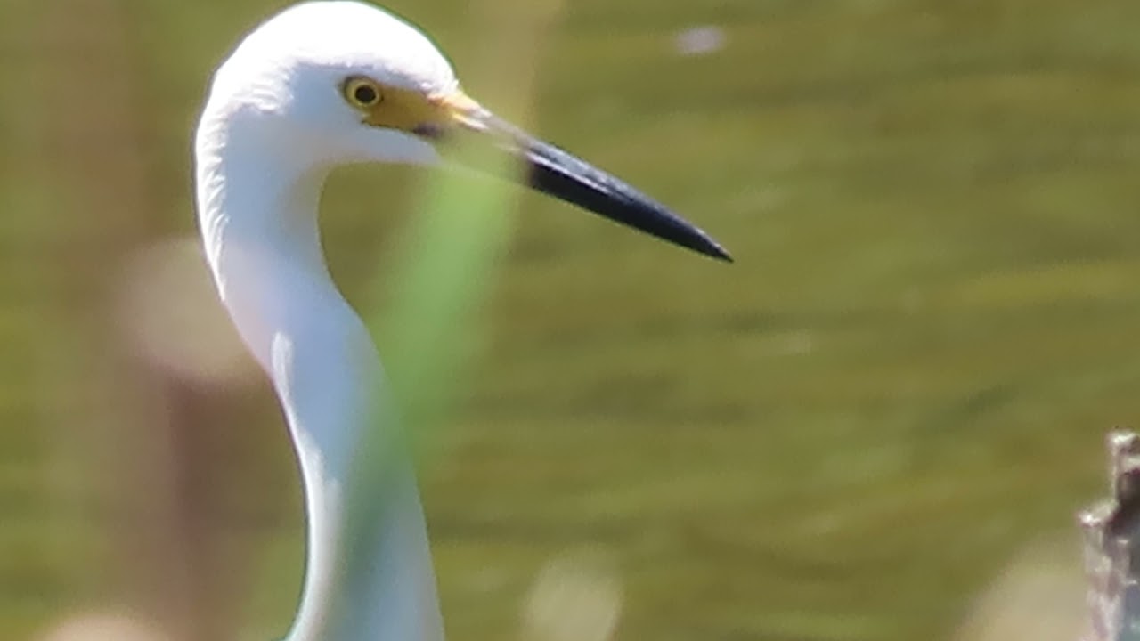 Snowy Egret Yellow Lores & Yellow Feet Enjoy Peaceful Osprey Pond ...