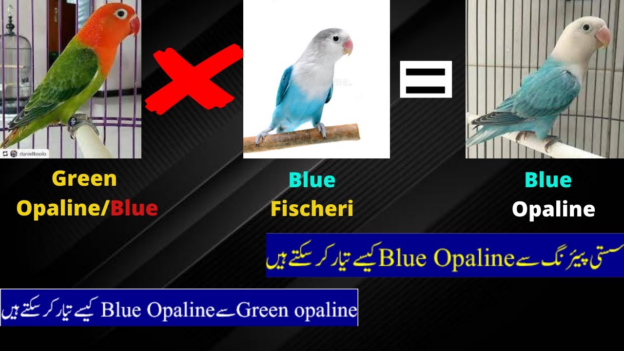 Best pairings for blue opaline | Blue Opaline Working | Green to Blue ...