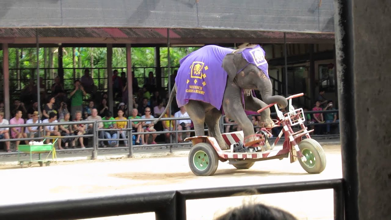 elephant ride bicycle : so incredible & so sad at same time - YouTube