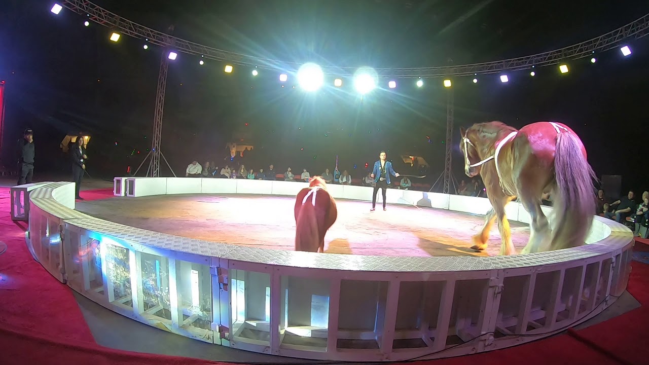 #Circus | Little Pony 🐴 Horse 🏇 and Camel 🐫 show - YouTube