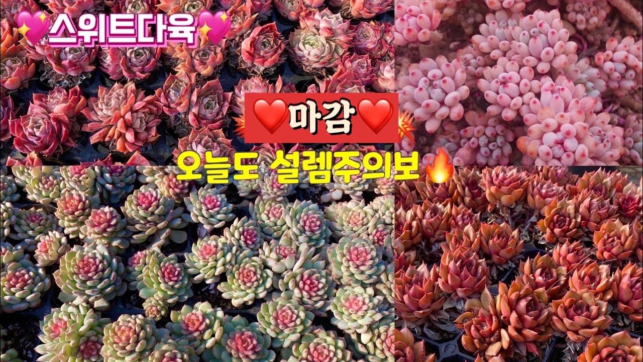 ️마감 ️ 2월 24일💥설렘주의보💥 4차 재입고한 아가들부터~~40여종 💚스위트다육💚 다육 다육이 다육식물 다육이키우기