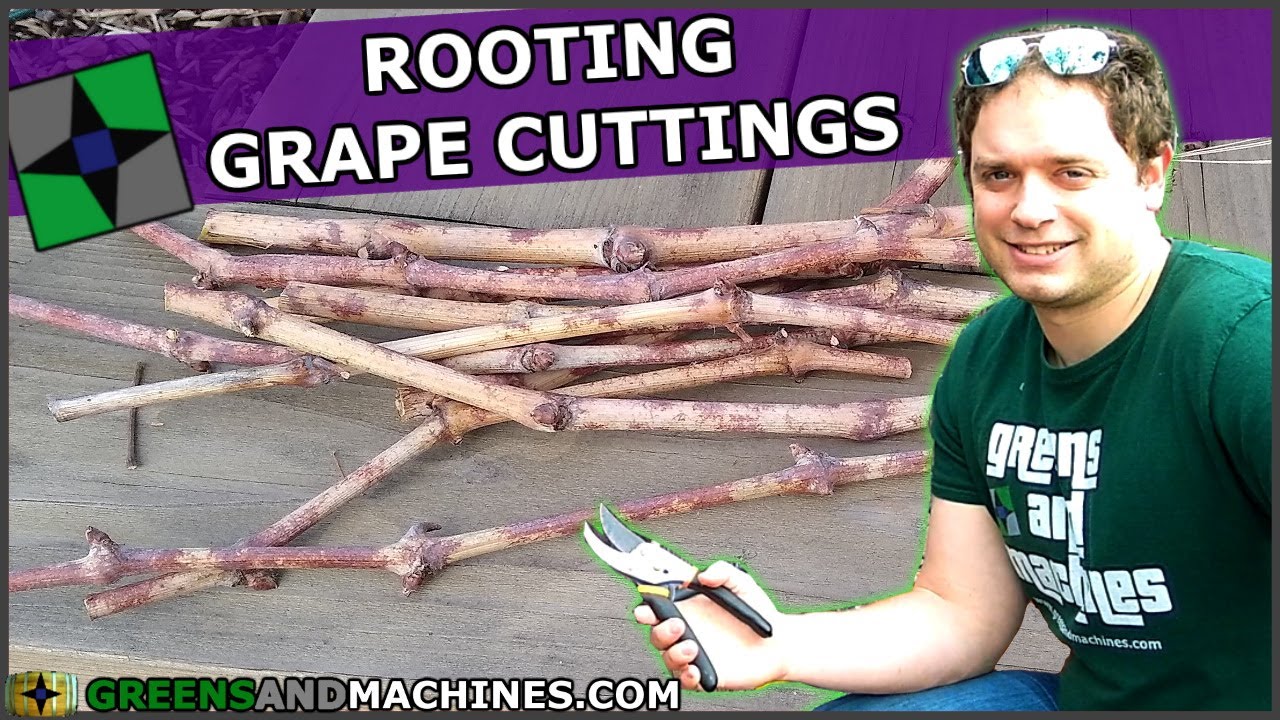 Here's How I Propagated my Grapes from Cuttings | Growing Grapes in 5 ...