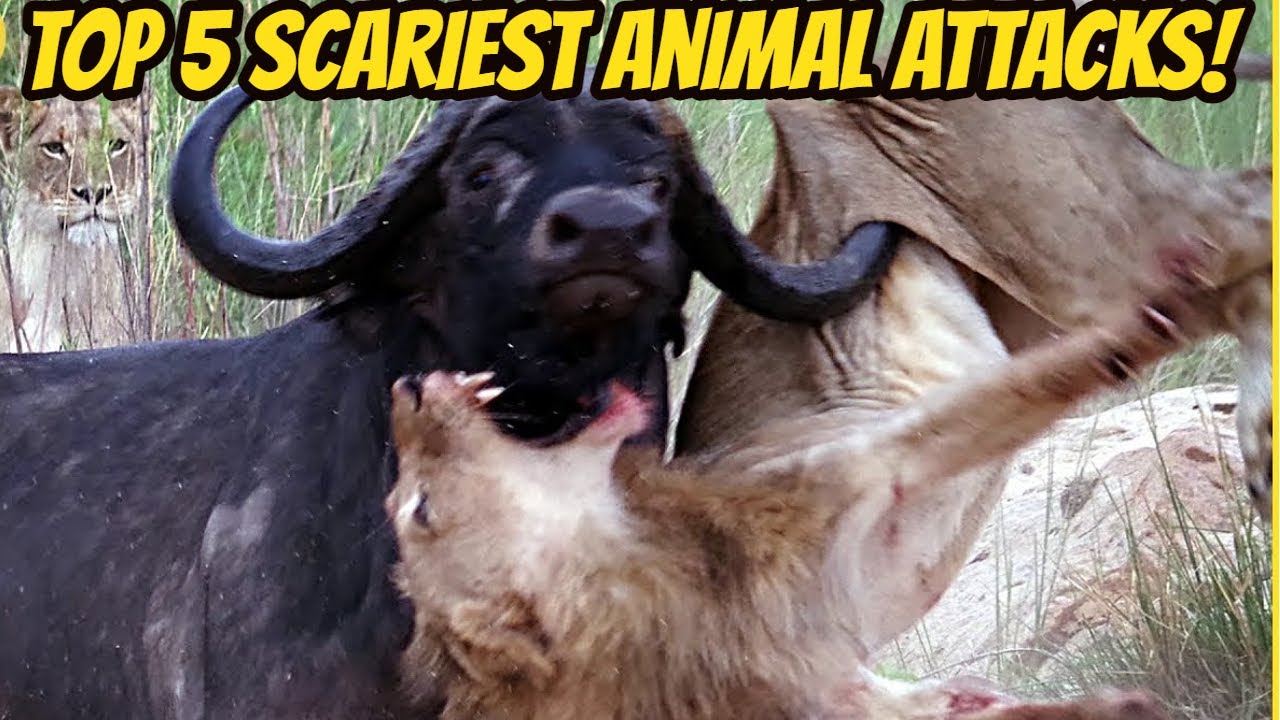 Top 5 Scariest Animal Attacks! Lion / Buffalo bills / Hyena - YouTube