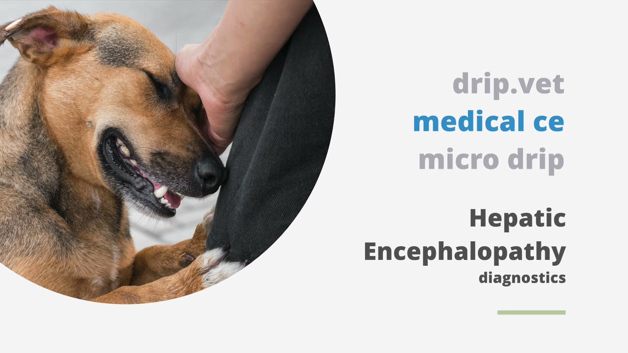 micro drip - Hepatic Encephalopathy - YouTube