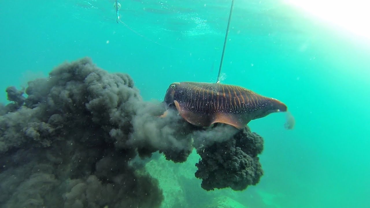 Spearfishing sepia 4KG - YouTube