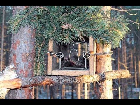 Охота на куницу.Места установок капканов кп-120 для ловли куницы (Будни ...