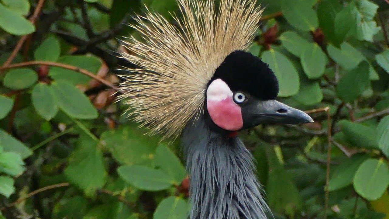 Kronenkranich close-up - YouTube