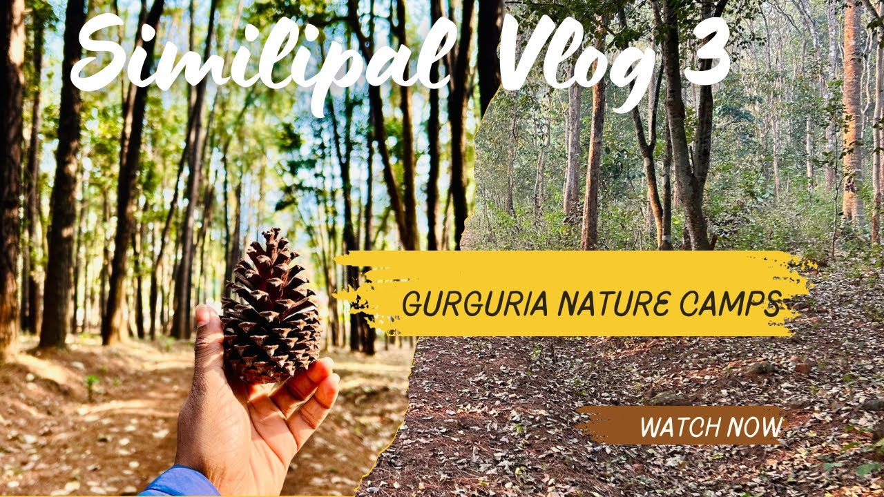 Similipal Vlog 3 | Gurguria Nature Camps | Staying next to the Pine ...