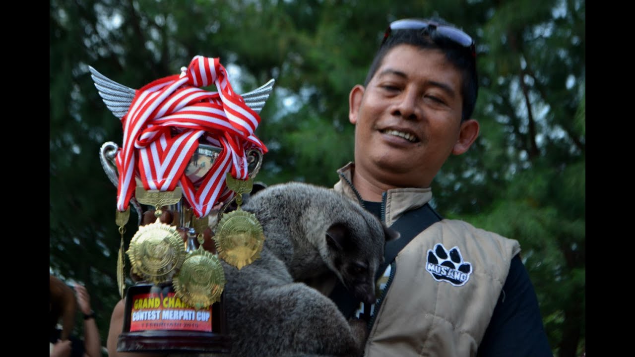 MULTI - Musang Lovers Tuban Indonesia , Part 2 - YouTube