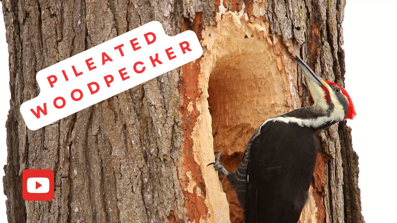 Pileated Woodpecker Hammering Away for Food - YouTube