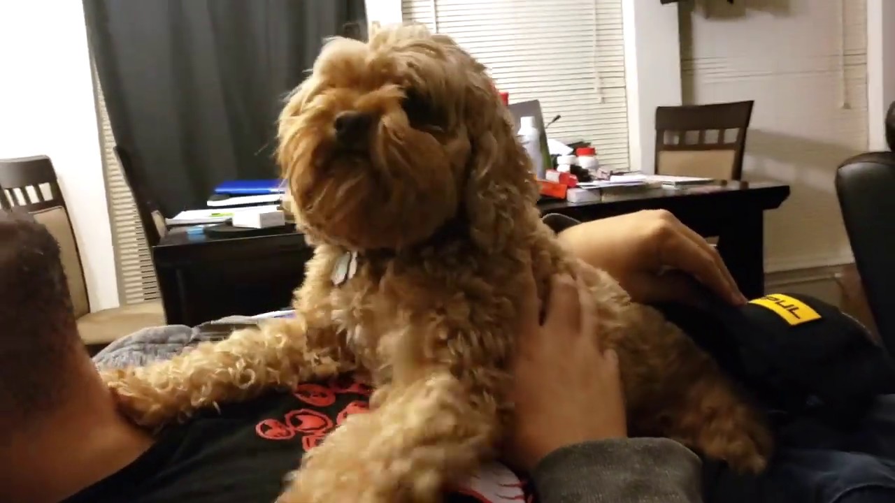 Redman my cute cavapoo & his Hat trick!!! - YouTube