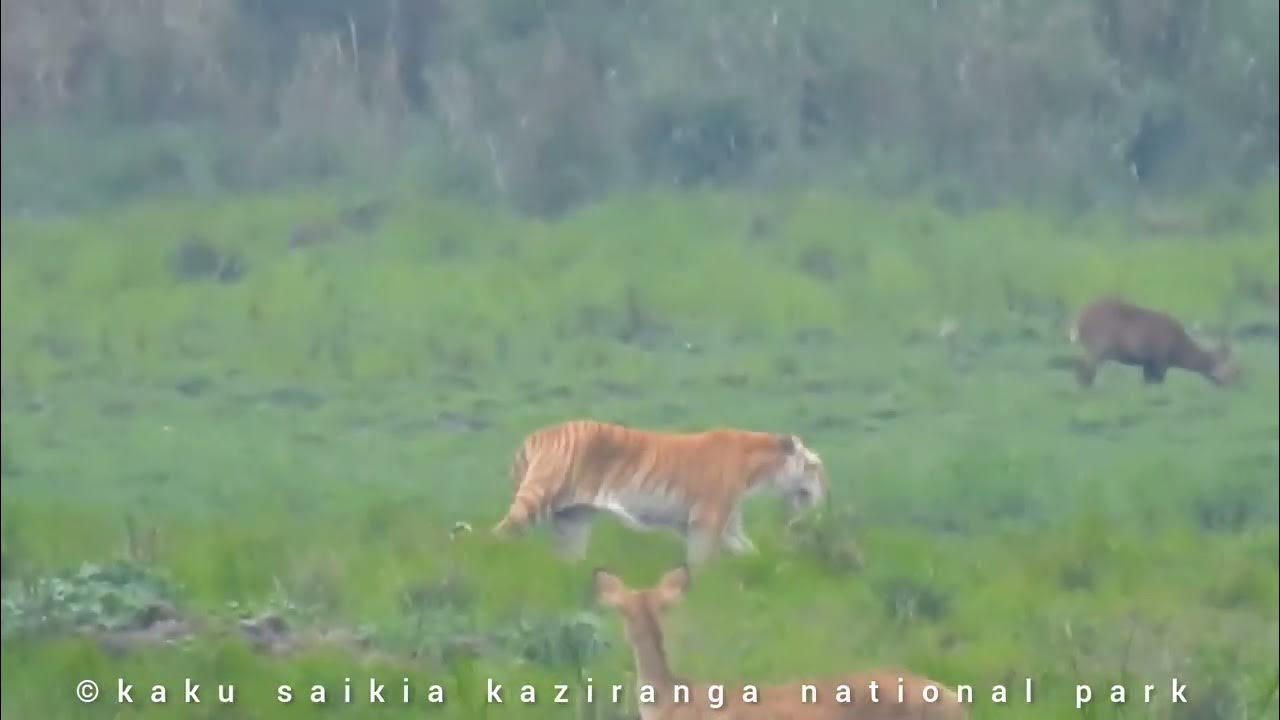 kaziranga national park - YouTube