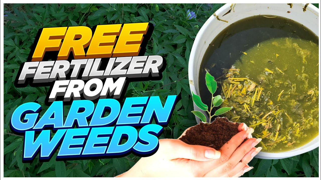 How to Make Free Fertilizer from Weeds? 🌿 🌿 🌿 - YouTube