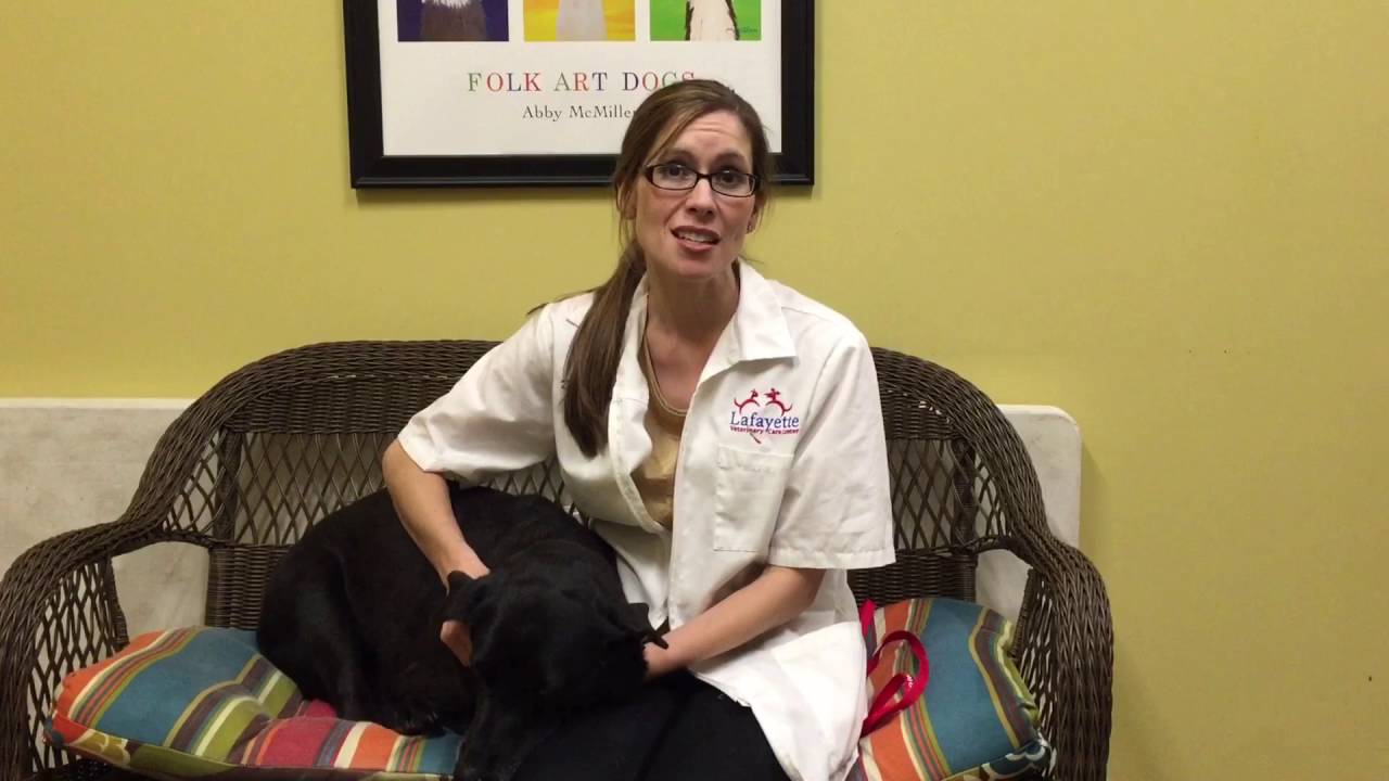 Dr. Angie Sanders: The Leptospirosis Vaccine - YouTube