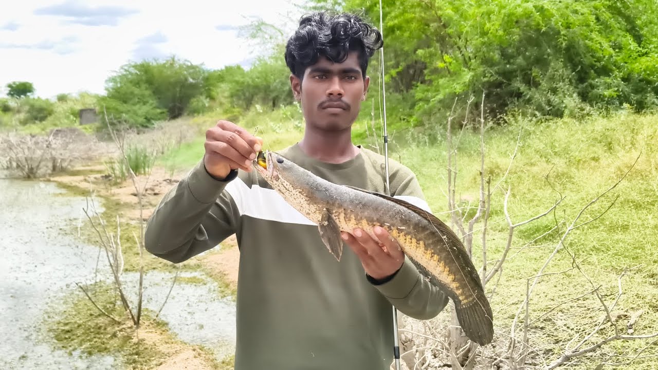 My frog collection | snakehead fishing | - YouTube