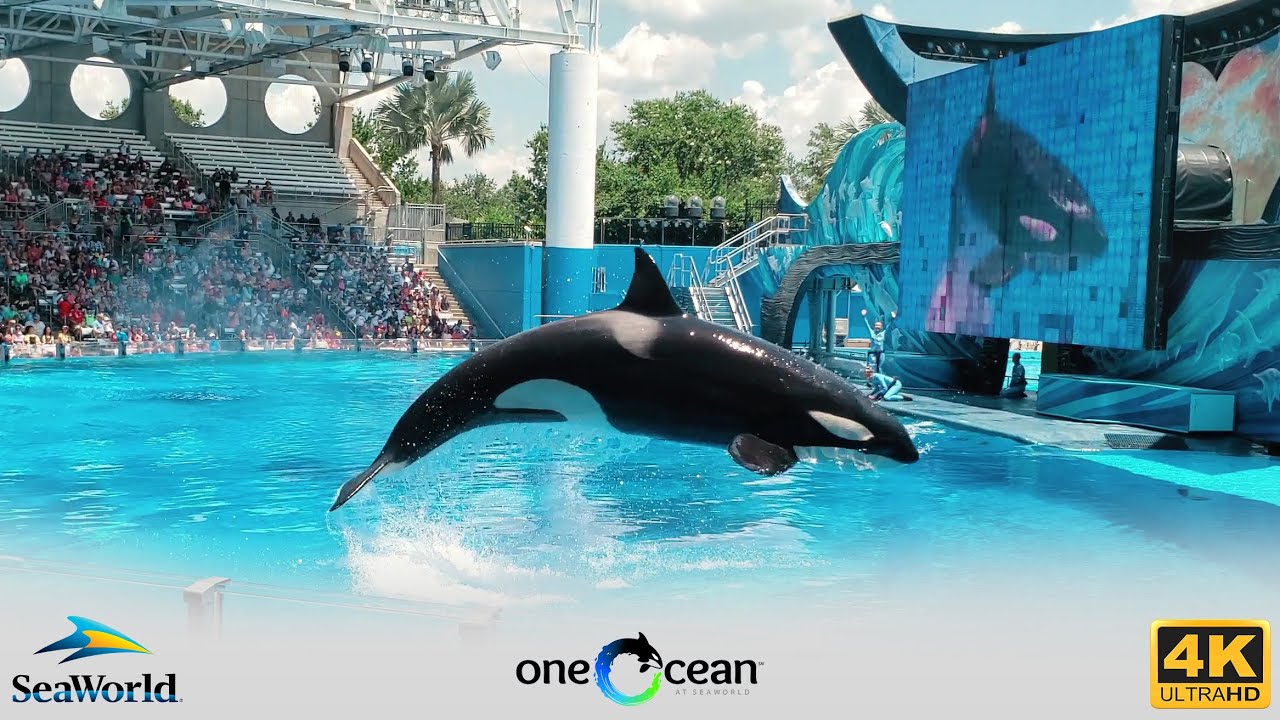 [4K] ONE OCEAN • SEAWORLD ORLANDO - YouTube