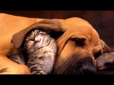 Cele mai dragute animale din lumea noastra - YouTube